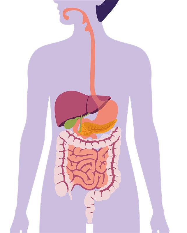 Spijsvertering | MDL Fonds