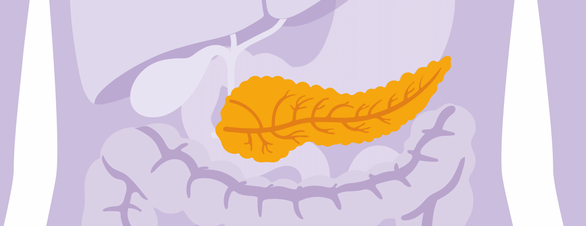 Alles over de alvleesklier | MDL Fonds