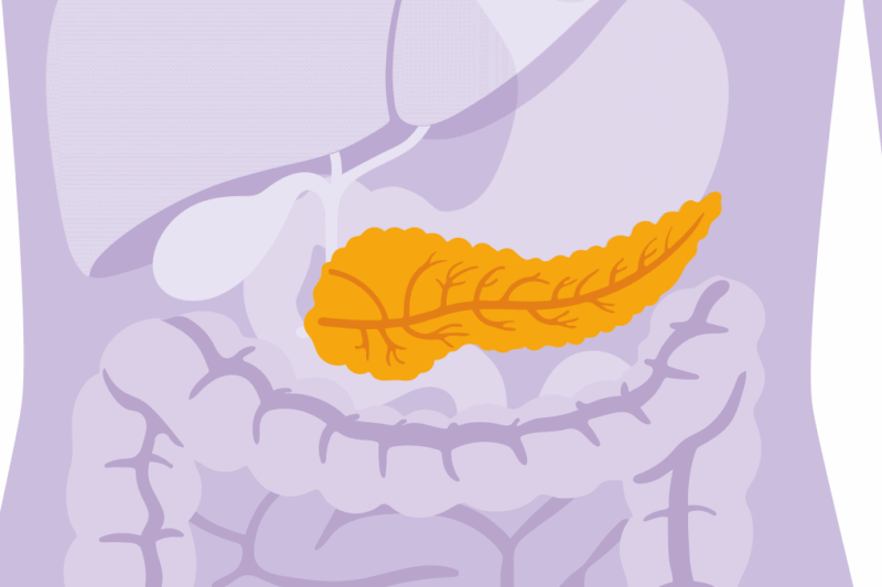 Alles over de endeldarm | MDL Fonds