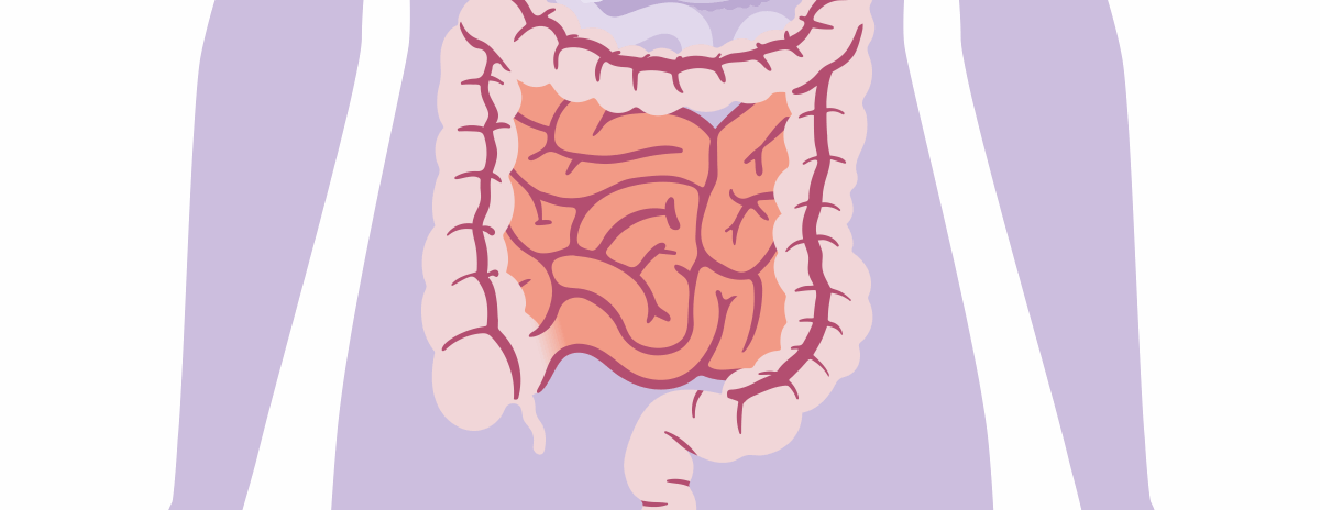 Alles over de endeldarm | MDL Fonds