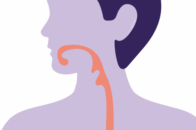 Alles over de endeldarm | MDL Fonds